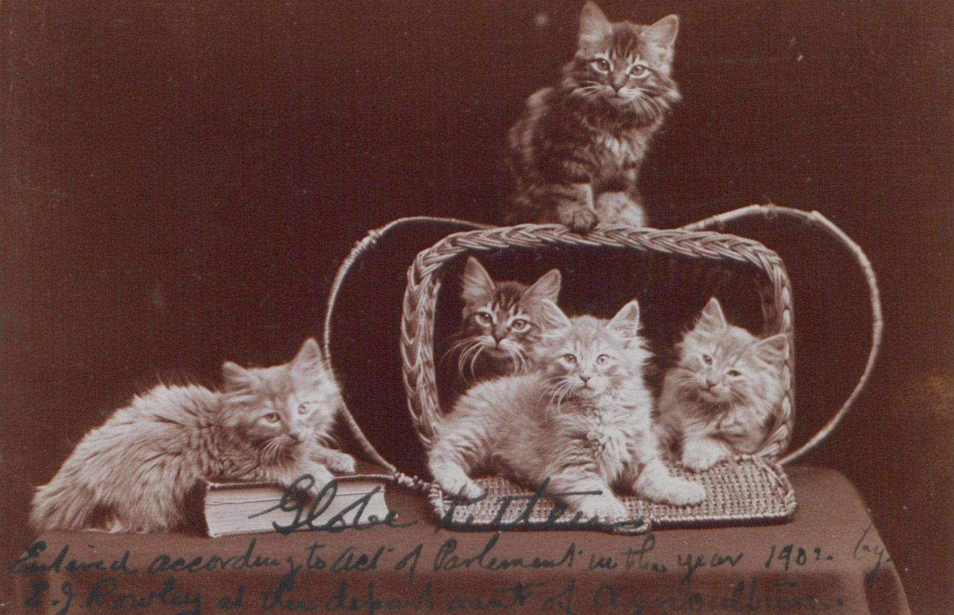 Rare vintage photos of cool cats around the world