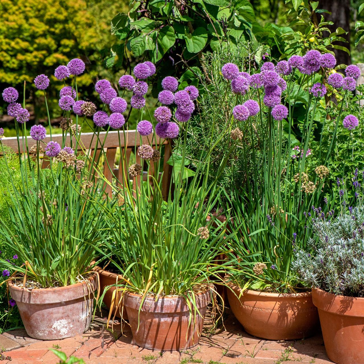 When to plant allium bulbs in pots – act now right now if you want beautiful, striking displays ...