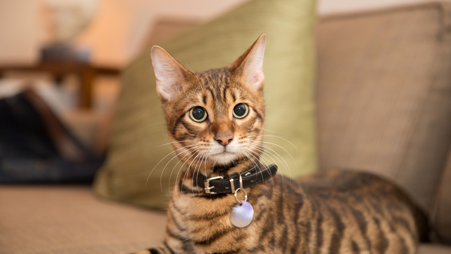 ‘Wild’ Cat Breeds That Make Great Pets