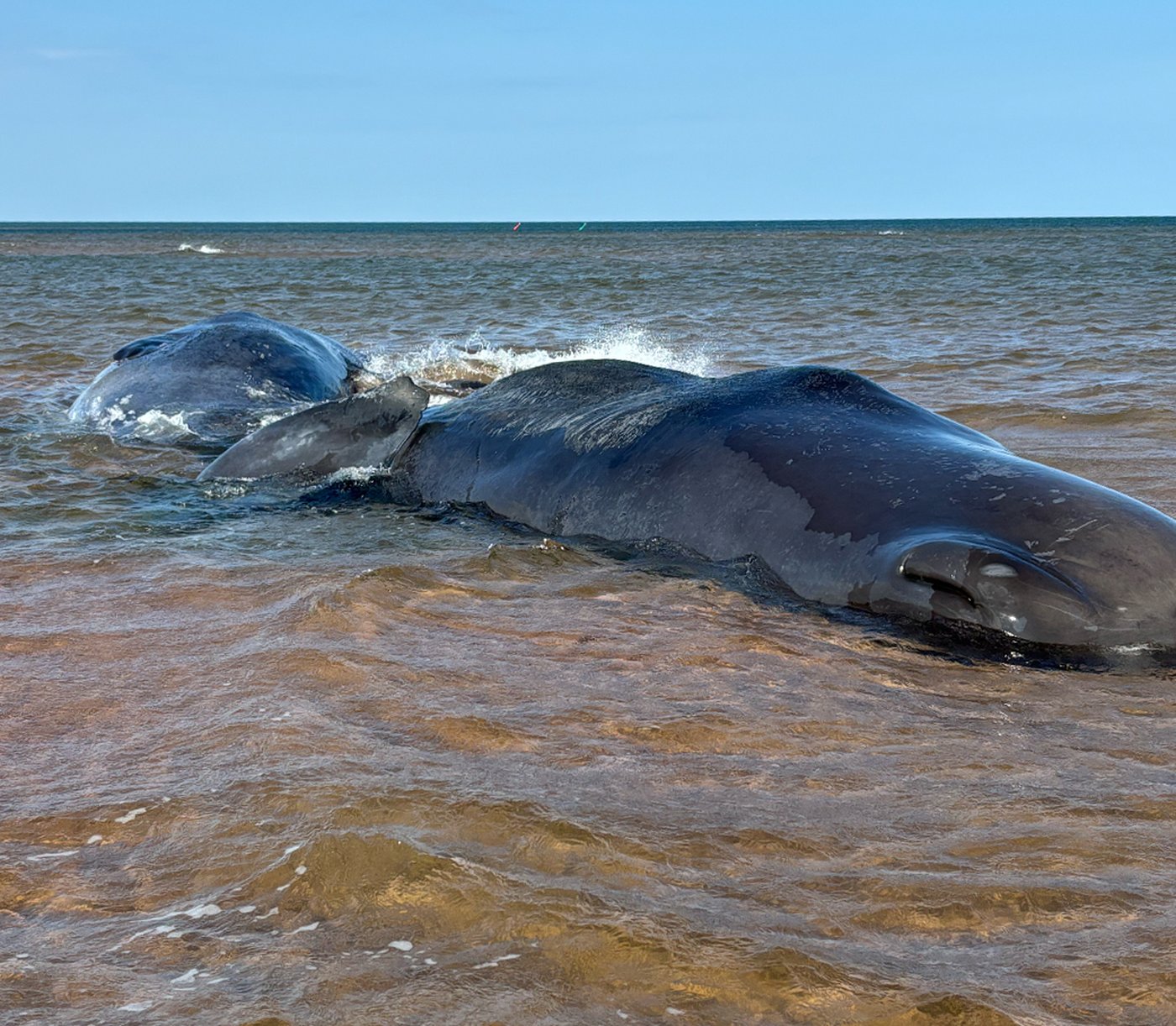 All three beached sperm whales in P.E.I. dead: conservation group