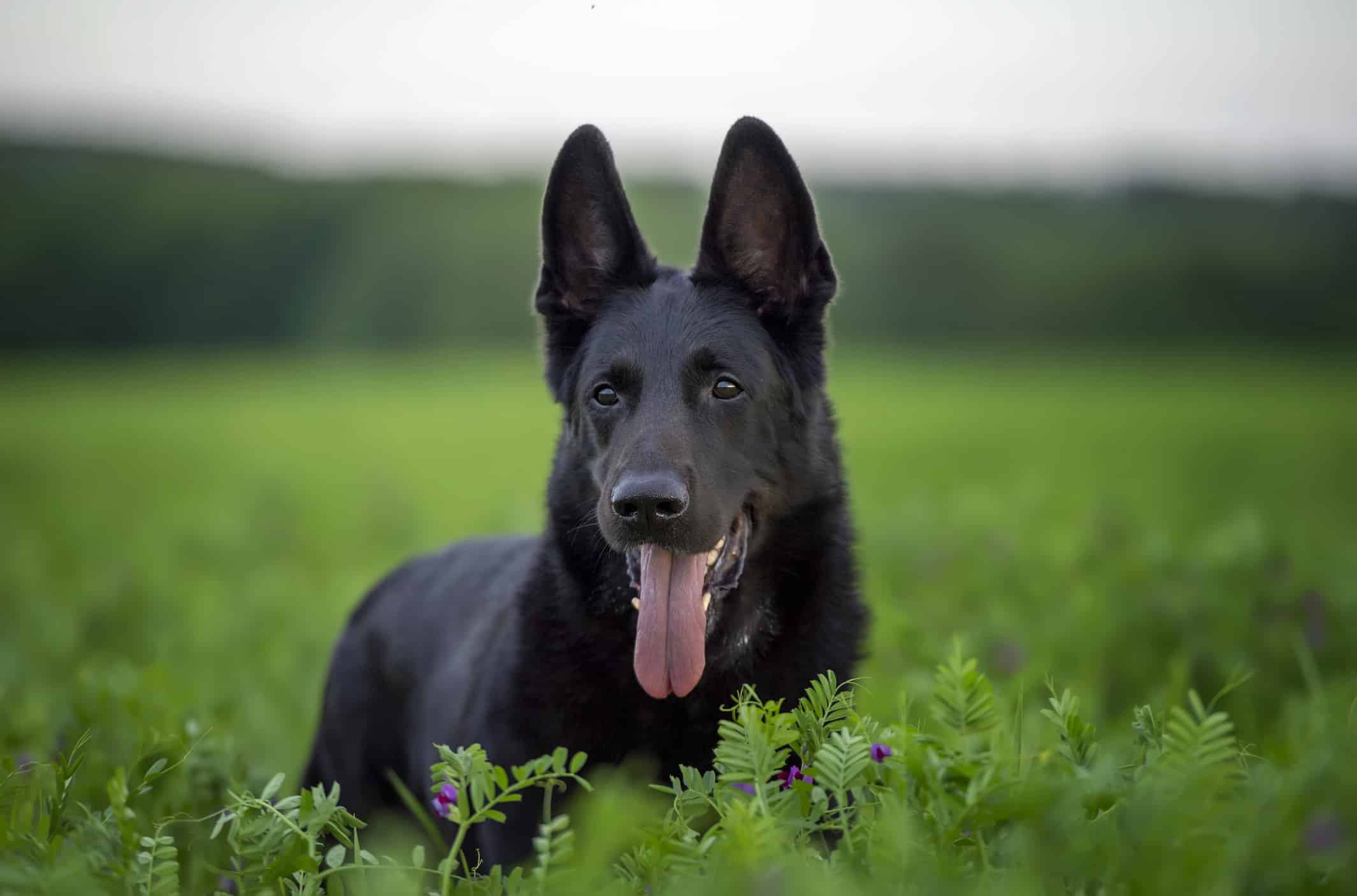 17 Black Dogs That Will Make Your Heart Melt