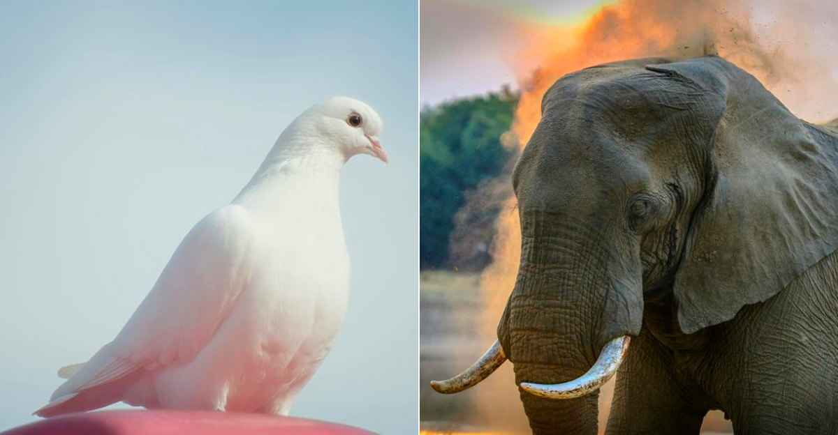 Amazing Animals With Sixth Senses