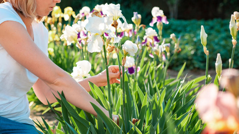 Why You Should Prune Irises In Fall For A Healthier Plant With More Blooms