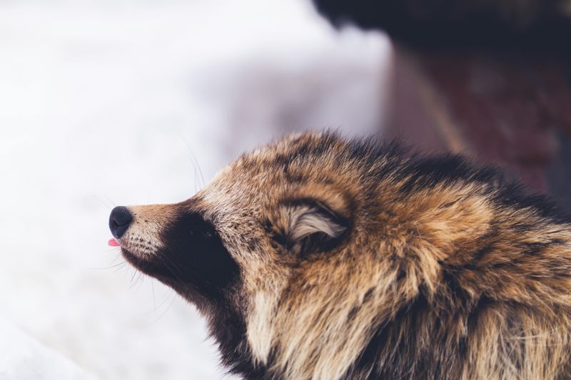 11 Amazing Animals That Look Like Raccoons