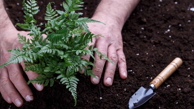 The Best Time To Plant Ferns And Why Timing Makes All The Difference