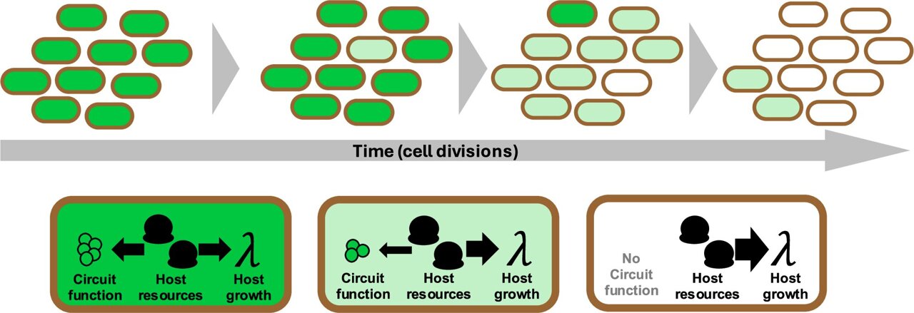 New method boosts protein production from engineered cells