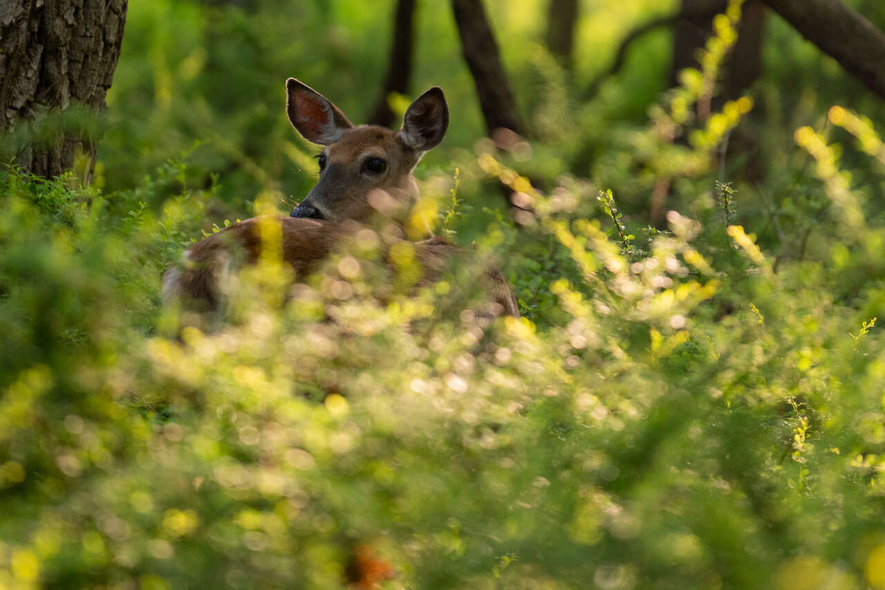 Archery deer hunting season set to open