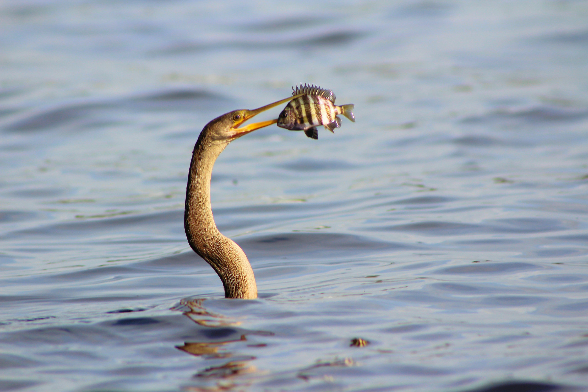 Perfectly timed wildlife photos