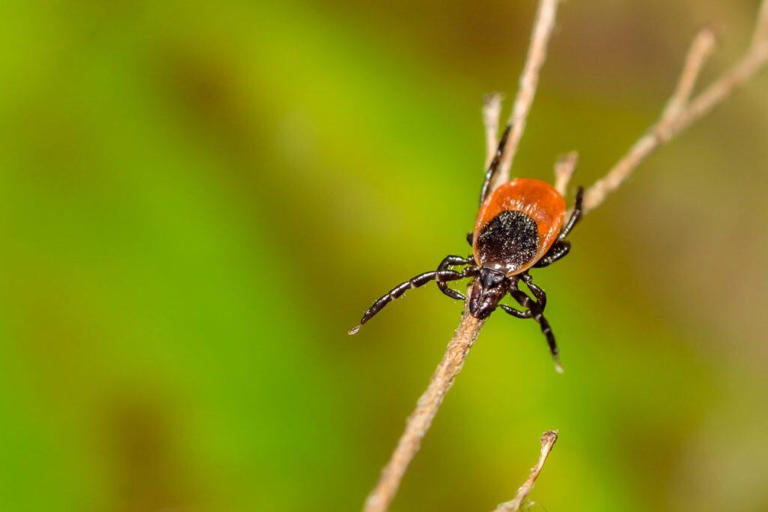 The Tiny Tick Behind a Big Health Crisis: What to Know About Lyme Disease