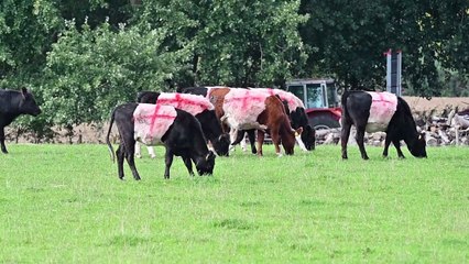 Living breathing Cows painted with England flags on the edge of Bridgnorth.