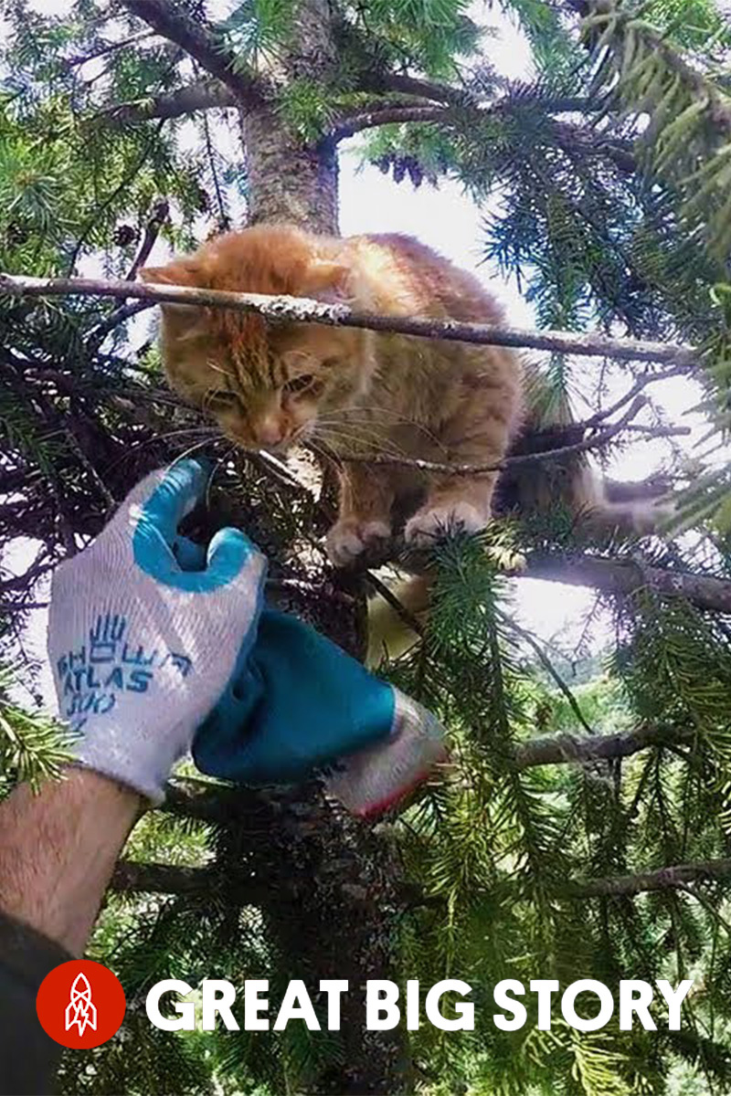 Héroes entre nosotros, los rescatadores de gatos de las copas de los ...