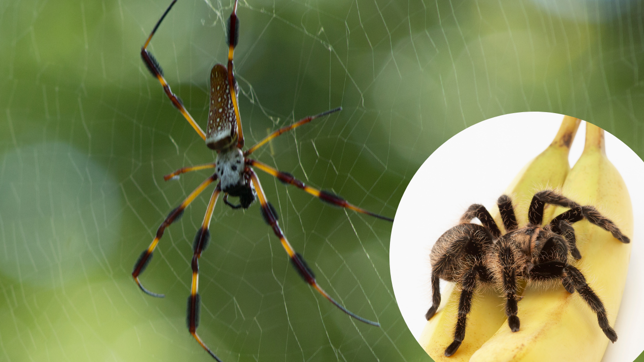 Banana Spider's Venom That Causes Extremely Painful Erection Could Be ...