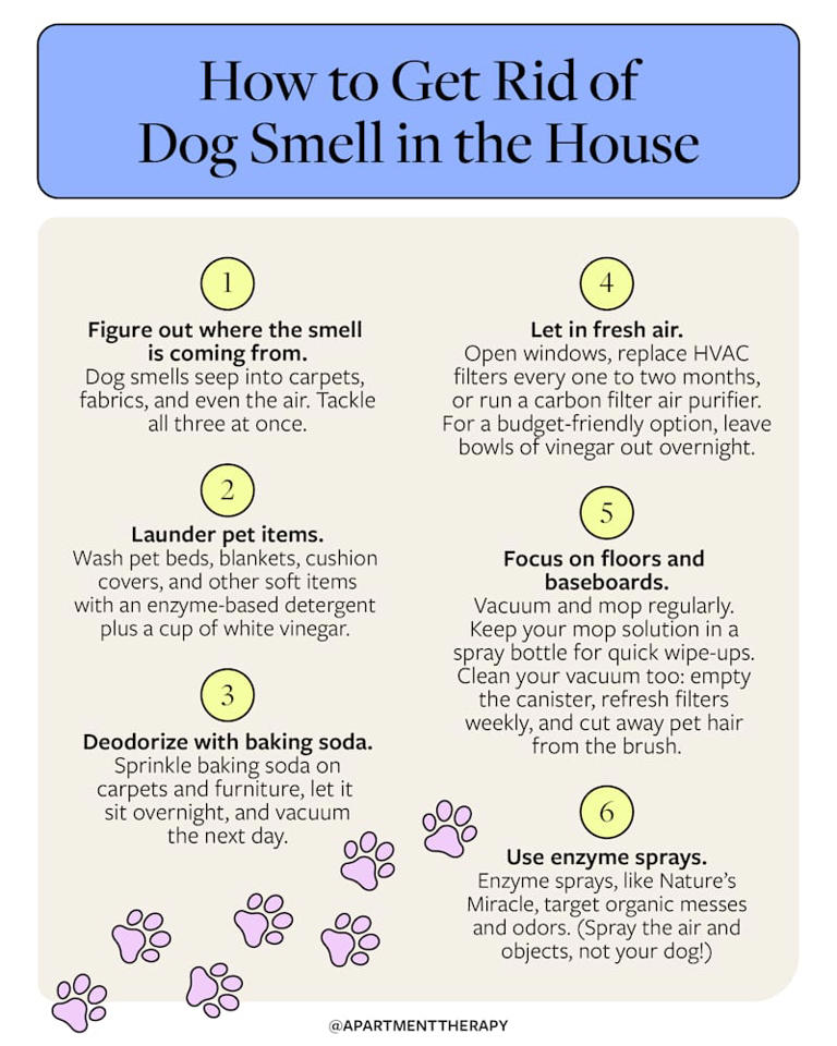 I Asked Pros How to Get That "Dog Smell" Out of My House for Good