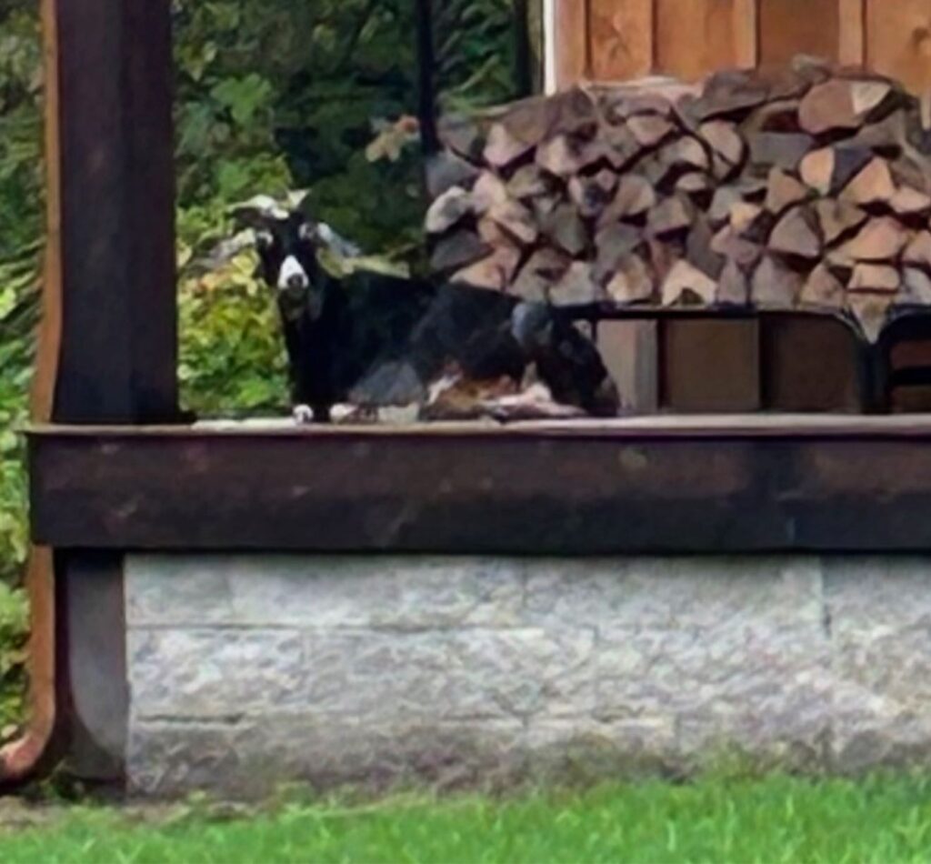 Glocester Police Still Can’t Catch the Fugitive Goat