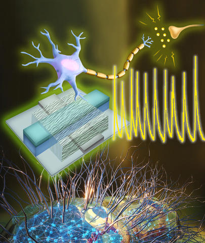 New lab-built neuron mirrors real brain cells in energy, runs on just 0 ...