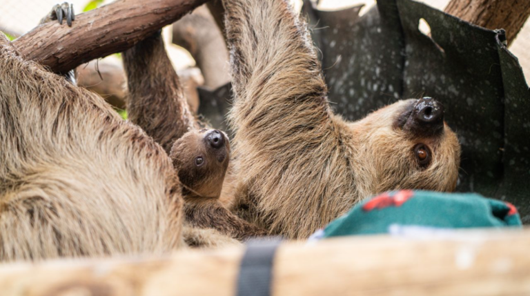 Pennsylvania zoo welcomes baby sloth