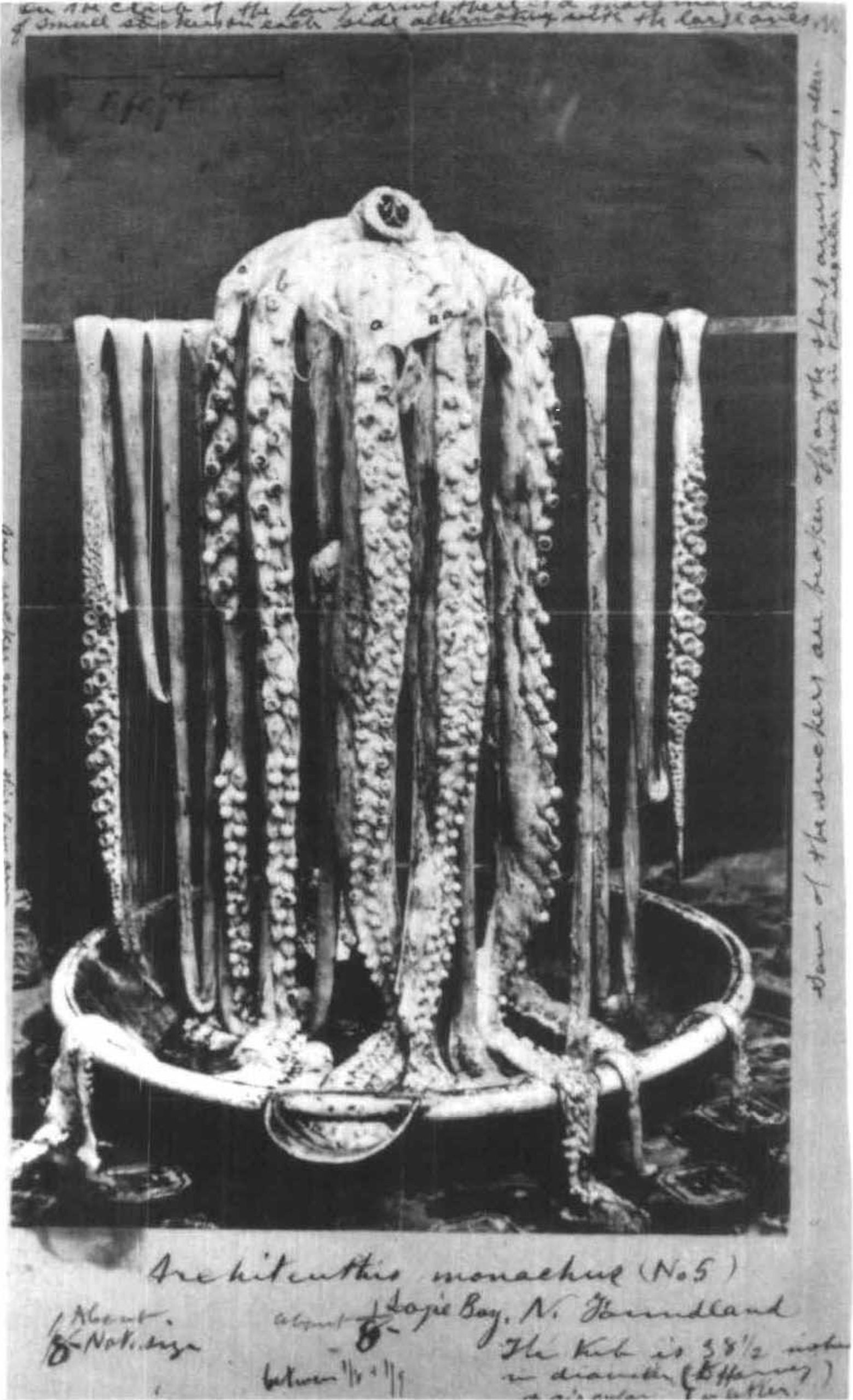 Behold, the earliest known photograph of a giant squid, taken in 1874