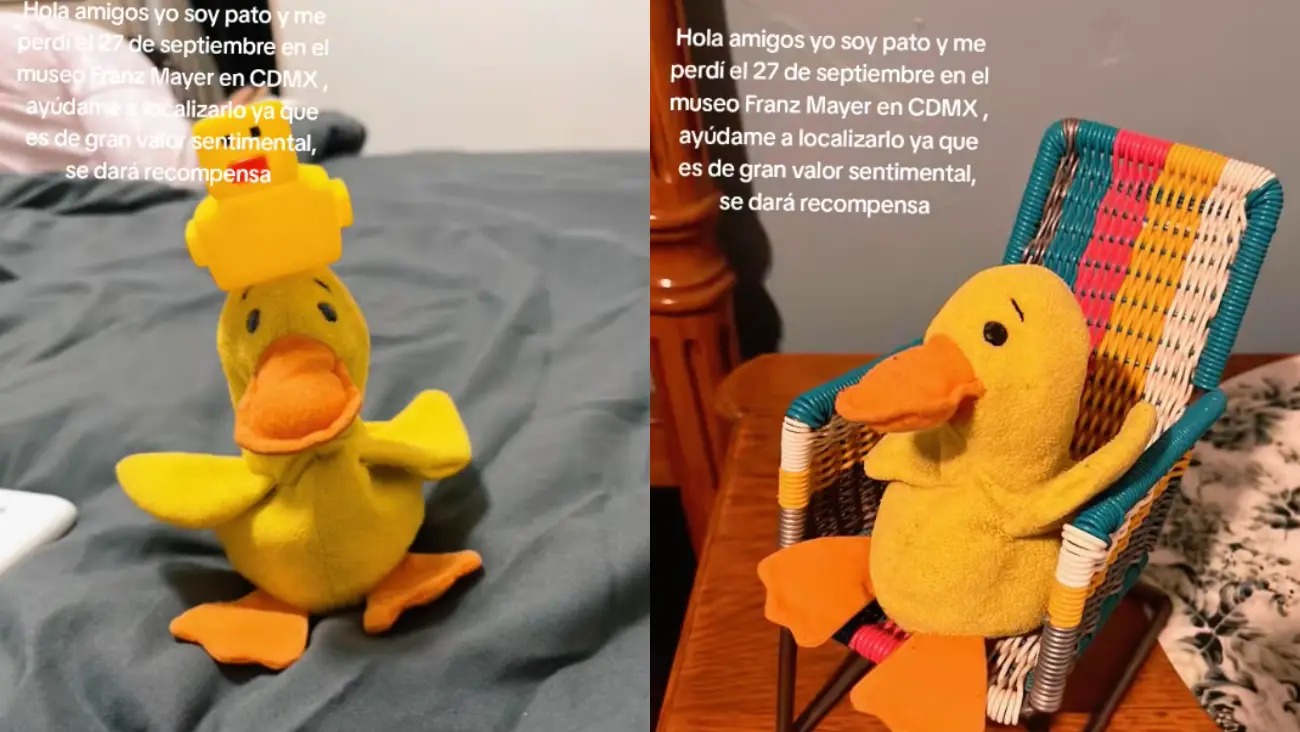 Pato, el peluche viral, desaparece en el Museo Franz Mayer: recompensan ...