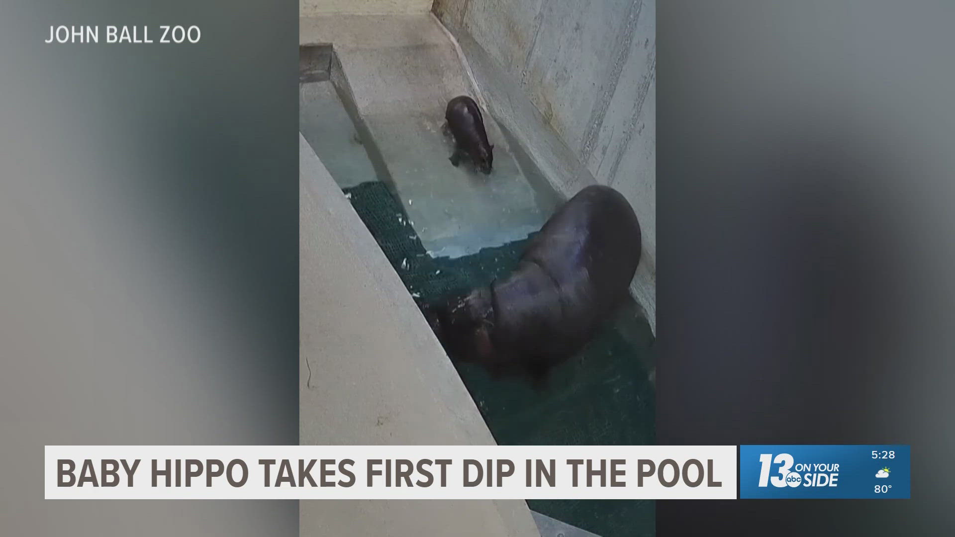 John Ball Zoo's new baby pygmy hippo takes first dip in the pool