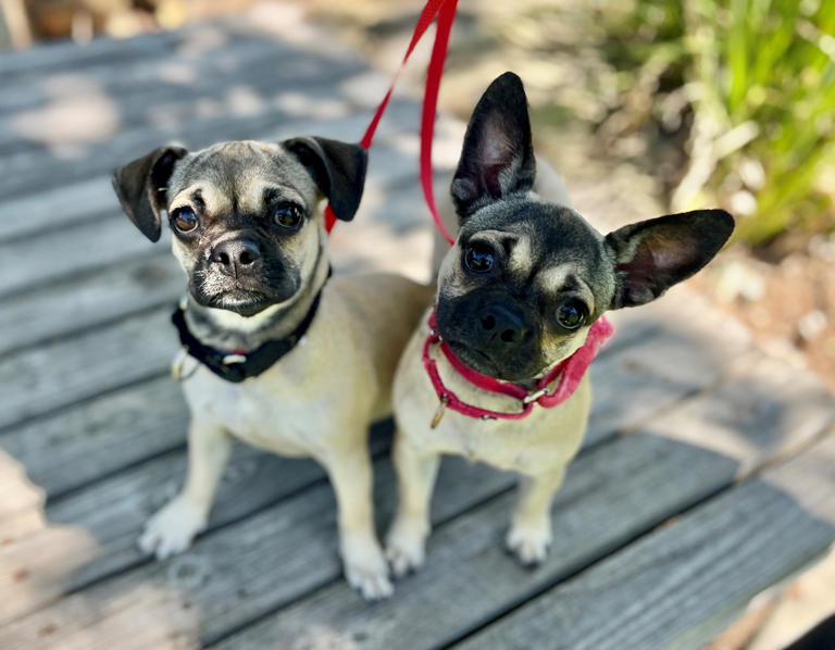 Pair of puppy pug sisters available for adoption in Mission Viejo