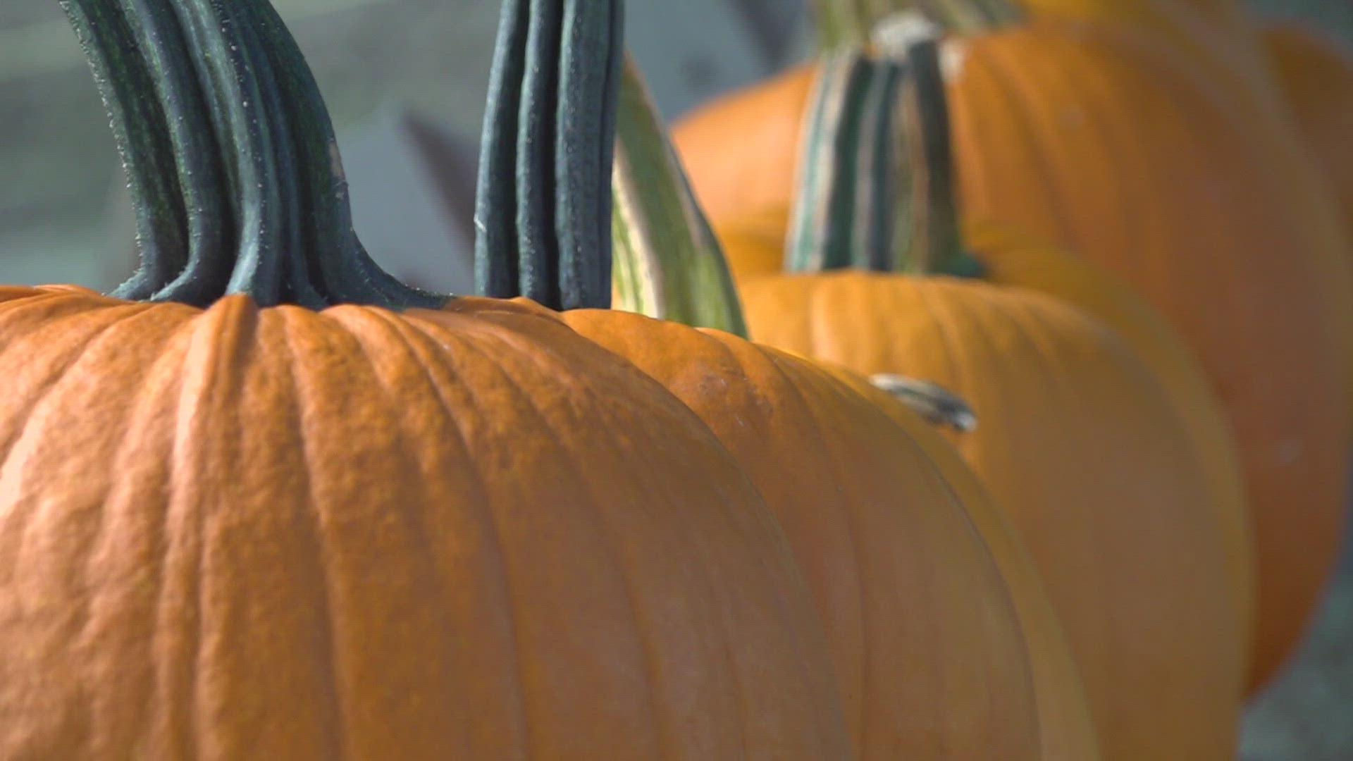 Pumpkin patches parched as dry conditions continue to grip Maine