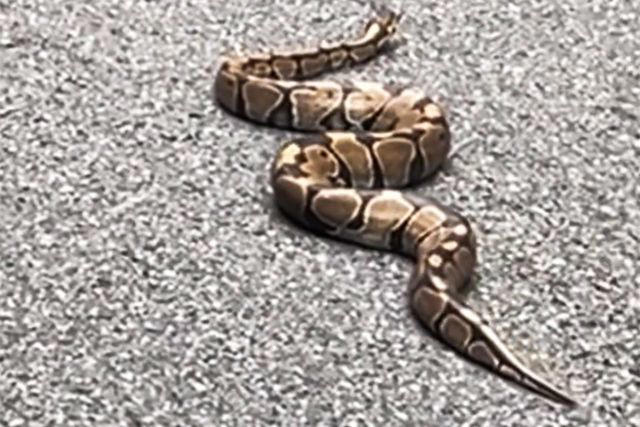 3 Lengthy Pythons Spotted Slithering Around a New York City ...
