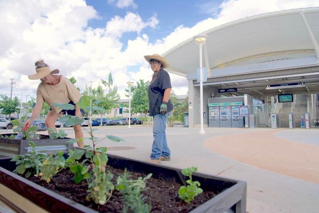 Changing course, Honolulu is now planting food in public spaces