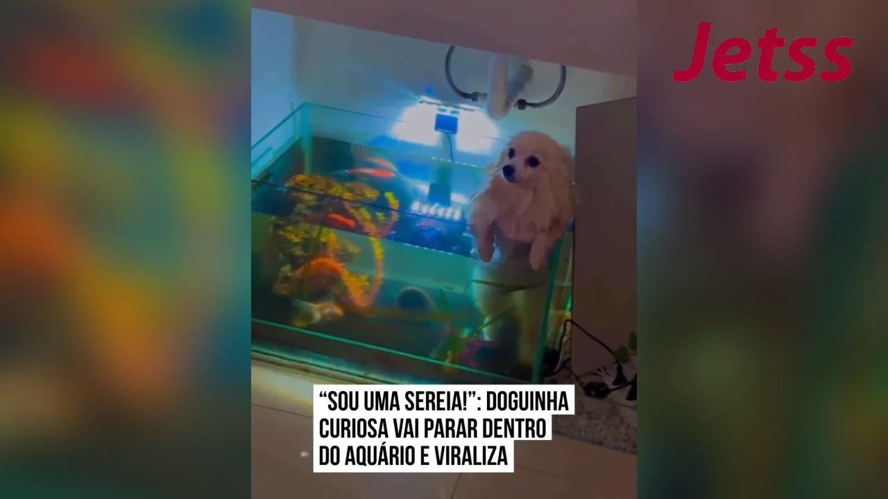 Metade cachorro, metade sereia? Spitz curiosa pula no aquário e viraliza