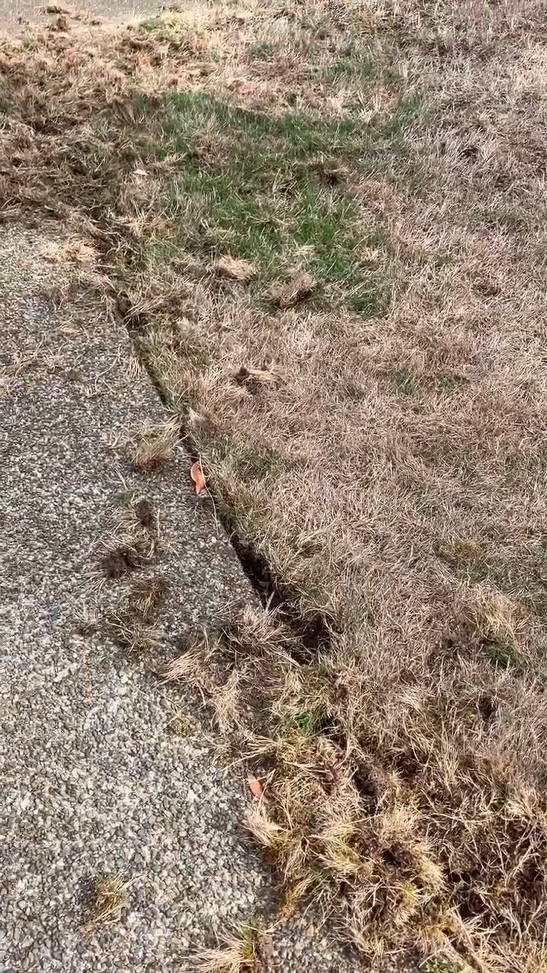 Crows are attacking lawns hunting for beetle larvae. It is more ...