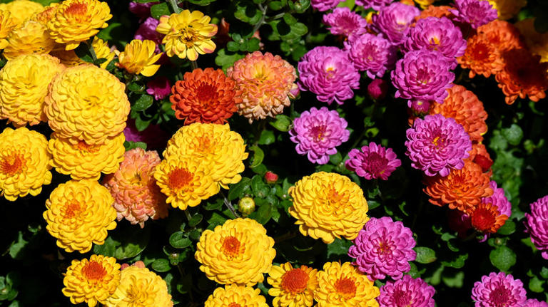 What Happens To Your Mums When You Add Coffee Grounds?