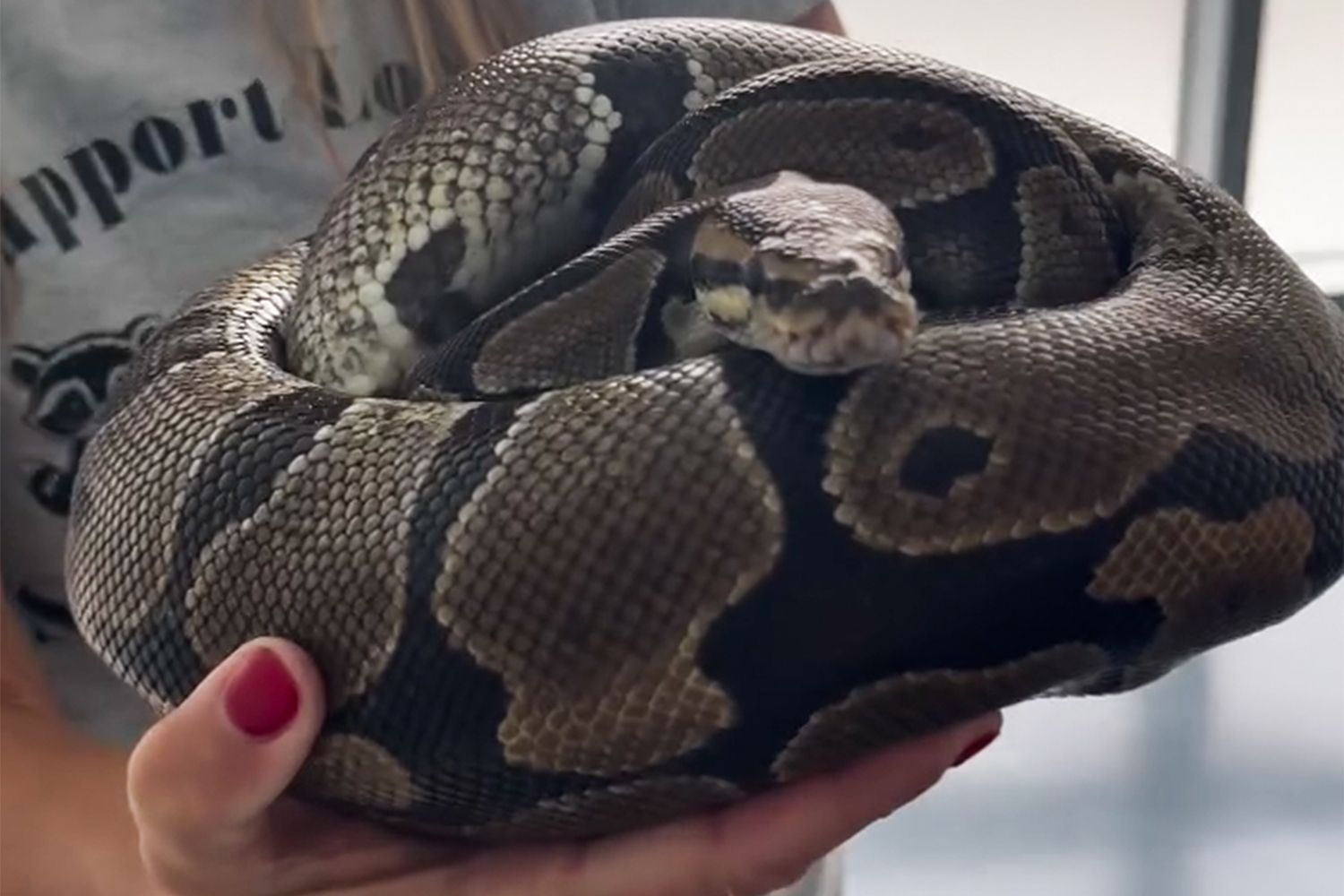 3 Lengthy Pythons Spotted Slithering Around a New York City ...