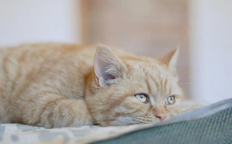 Todo sobre el virus de inmunodeficiencia felina (VIF) en gatos ...