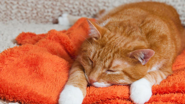 Qué hacer si mi gato vomita muchas veces: guía completa con causas ...