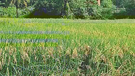 Rice Harvesting Delayed | पावसामुळे भात कापणी खोळंबली!