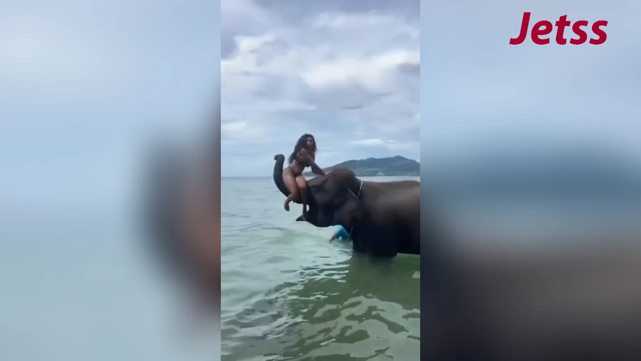 Mulher tenta tirar foto com elefante, mas tem surpresa ao sentar na ...