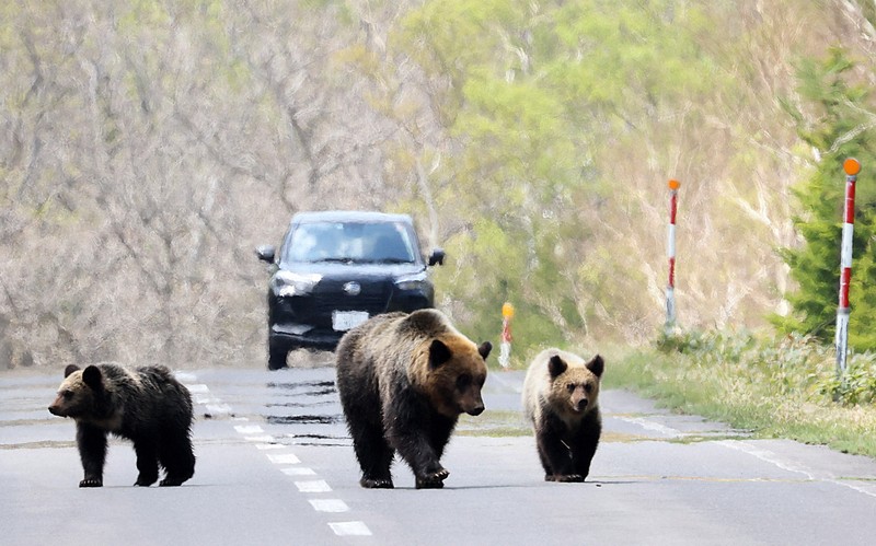Brown bear and cub shot in Sapporo forest, 1 cub escapes