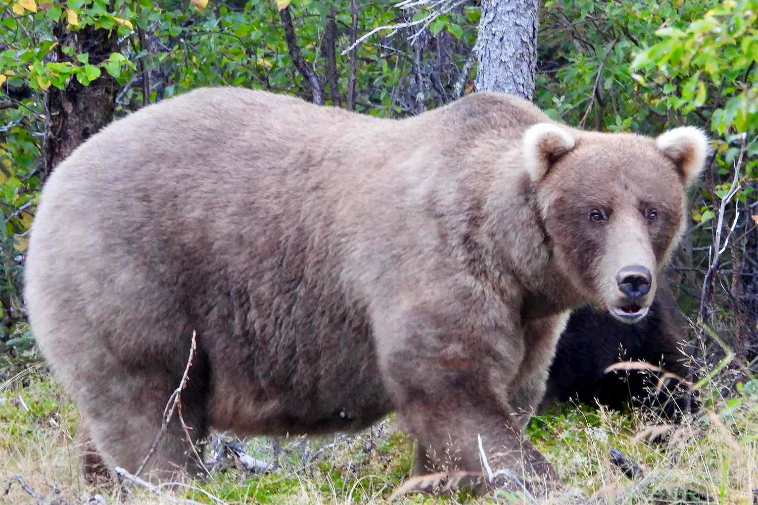 Fat Bear Week 2025 Has Crowned a Winner! See the Results and Meet the ...