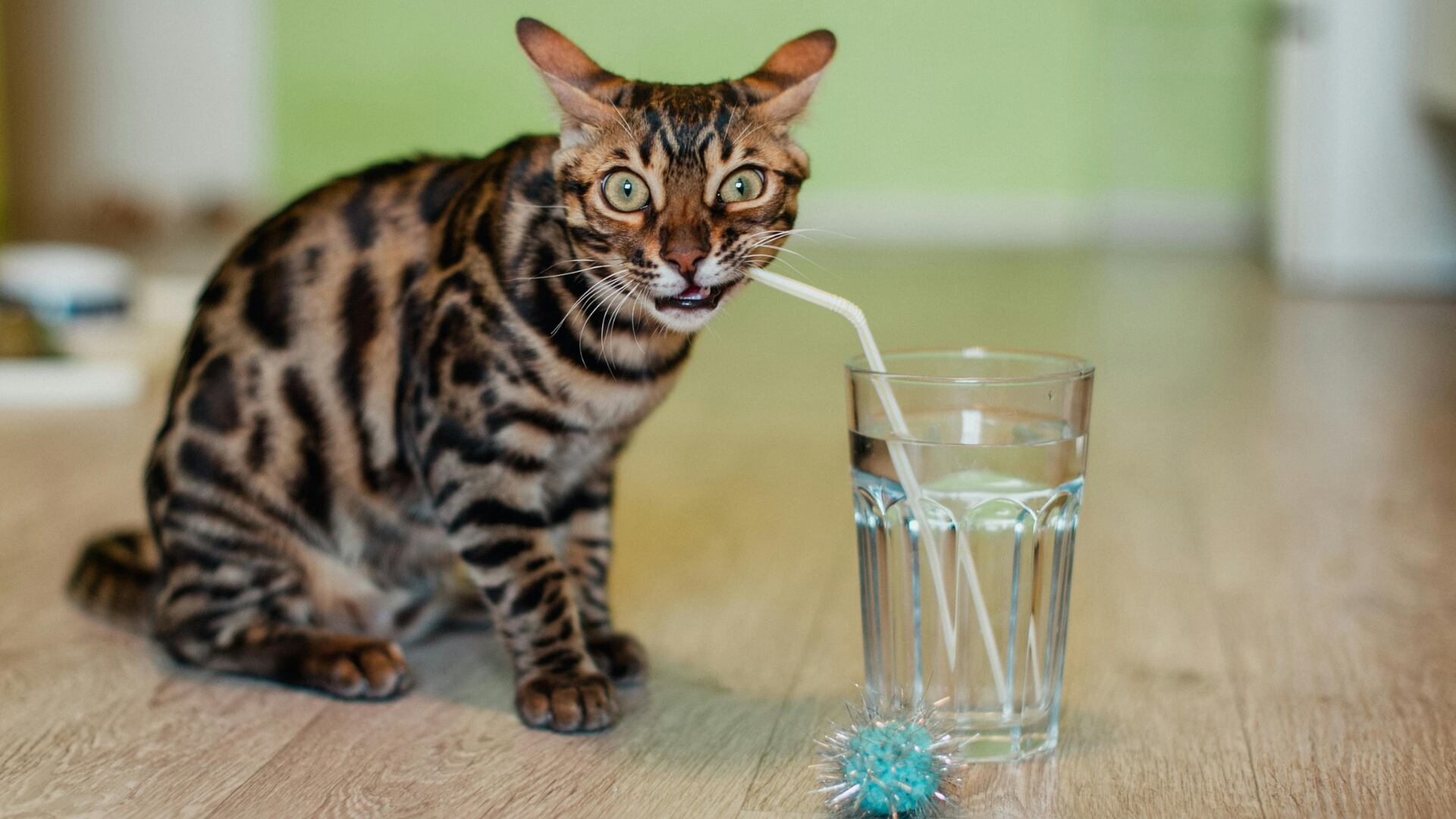 Beber agua en exceso durante las comidas puede afectar tu digestión ...