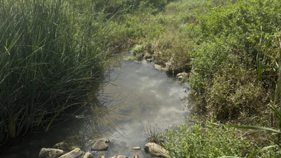 Chattanooga program will reimburse residents for using native plants to ...