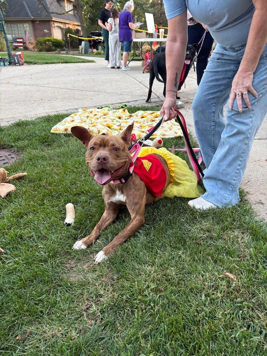 New Lenox Family's Haunted Trail Draws Nearly 2,000 For Scares, Raises ...