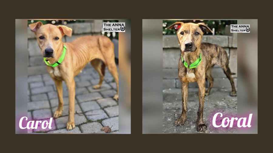 Two dogs rescued thanks to ANNA Shelter, PSP