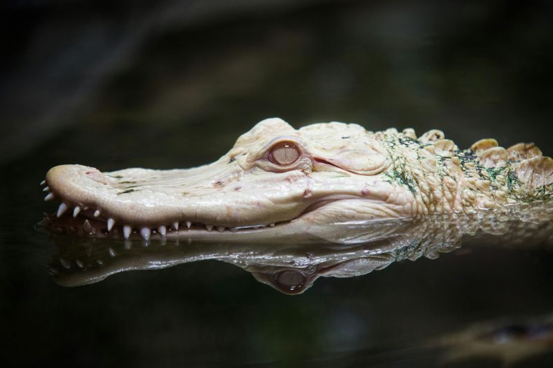 Albino Animals Prove Beauty Comes In All Shapes And Forms