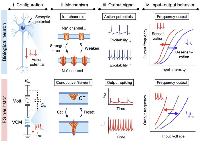 Semiconductor neuron mimics brain's memory and adaptive response abilities
