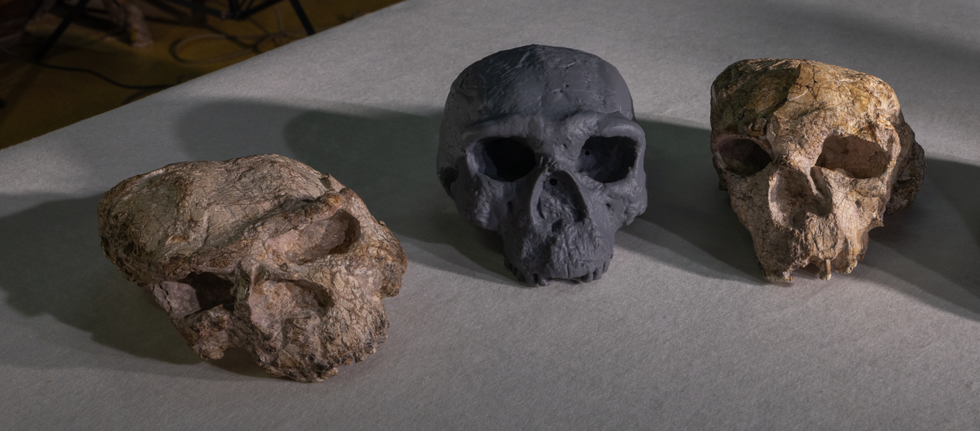 Scientists Reconstruct a Million-Year-Old Skull and Suggest It Could ...