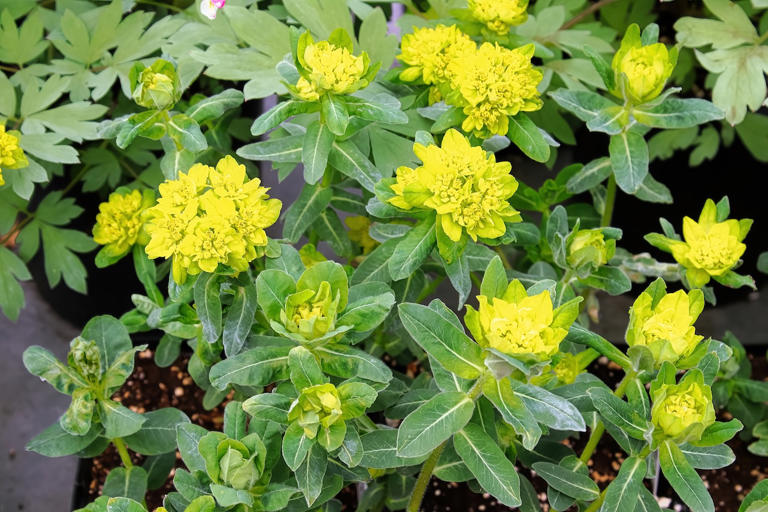 Forgetting to Water Is No Big Deal for These Drought-Tolerant Container ...