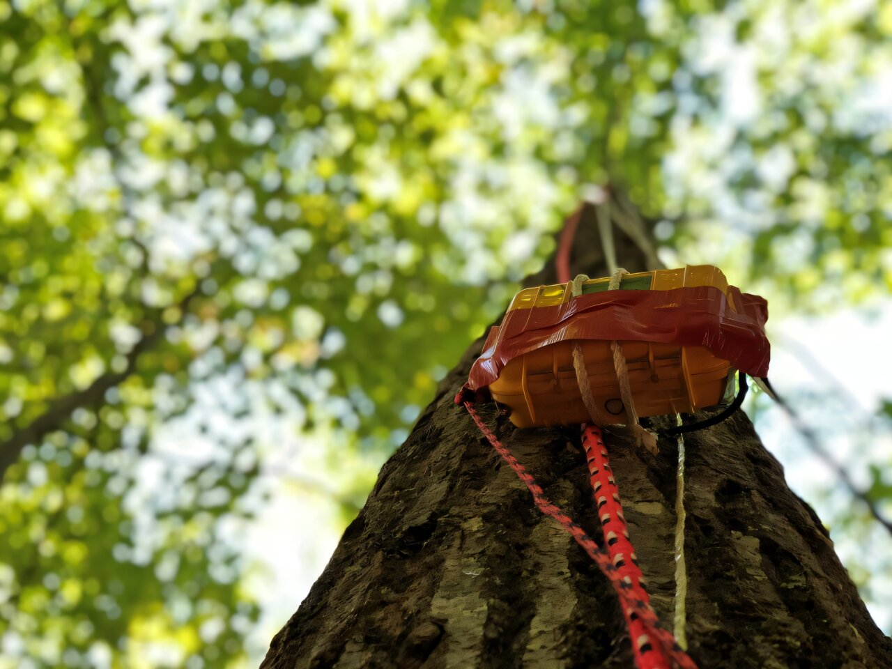 Learning nature's language: Video analysis of tree sway offers non ...