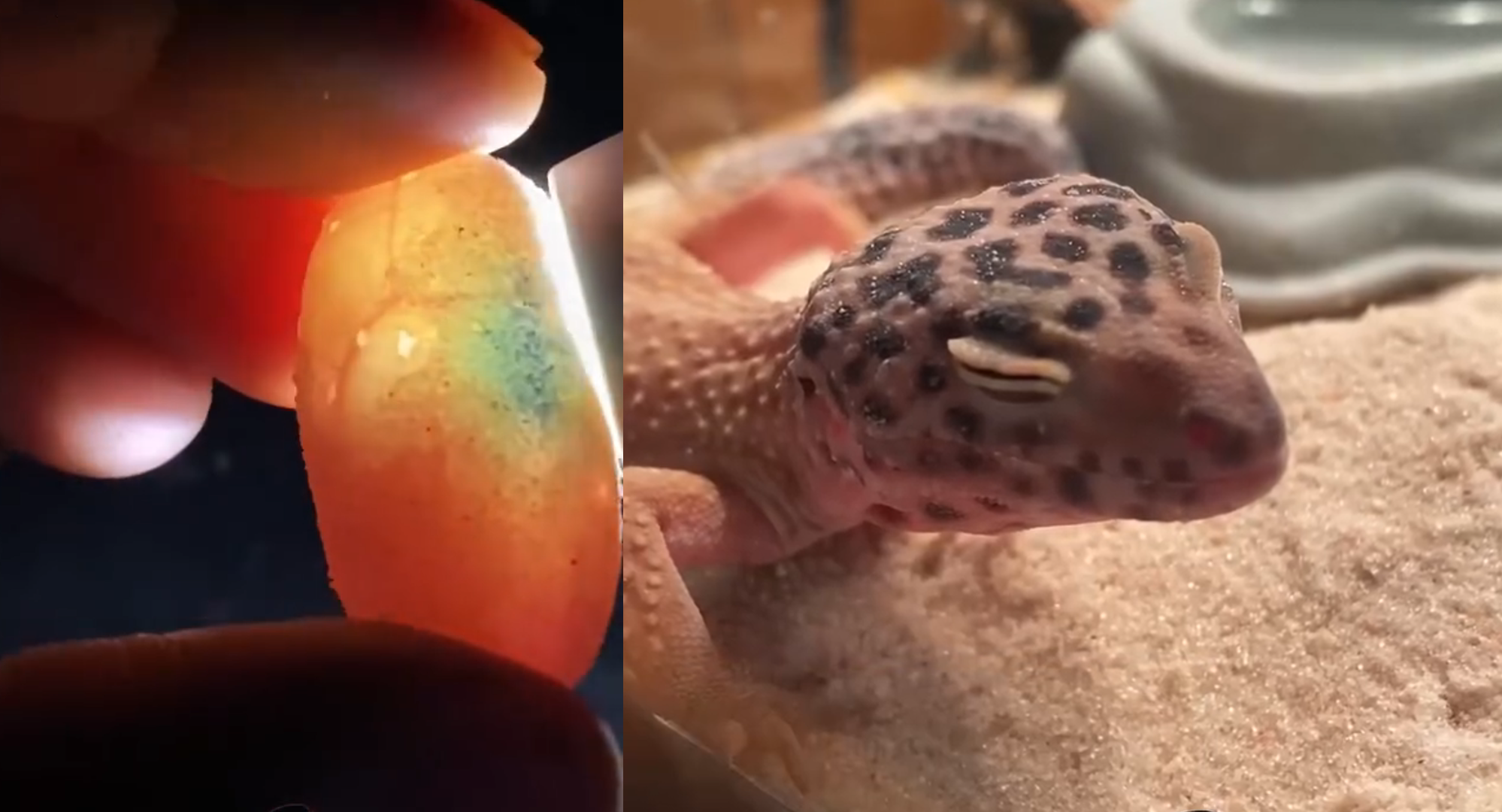 Remember our Leopard Gecko? This is his full hatch