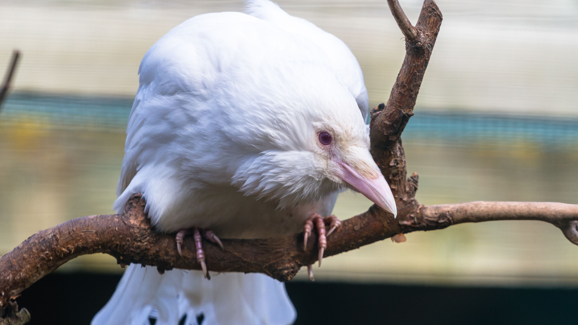 Albino Animals Prove Beauty Comes In All Shapes And Forms