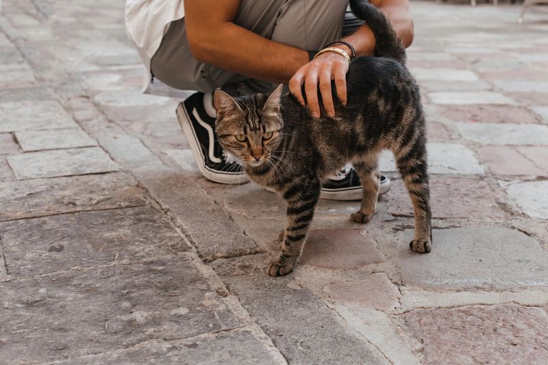 10 Traits That Set Male And Female Cats Apart