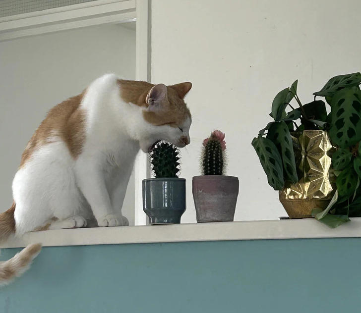 25 Quirky Animals That Make Life Instantly Better Just by Being Themselves